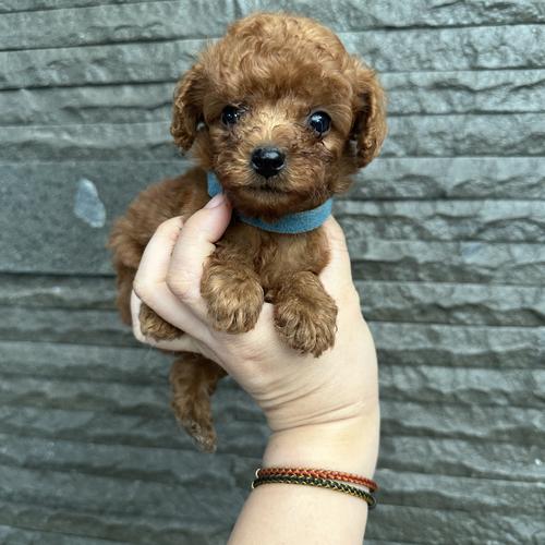 Jual Toy poodle stambum vaksin (jantan) - open book - Kab. Tangerang ...