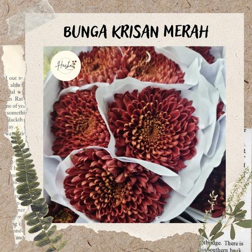 Jual Bunga Krisan Fresh ( Bunga Segar Jakarta ) - Putih - Jakarta Barat ...