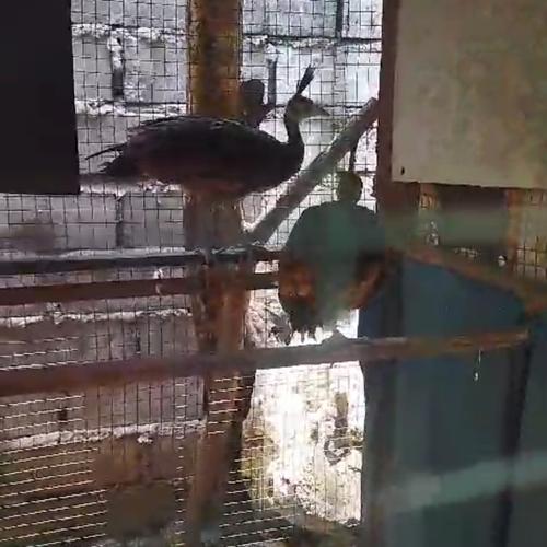 Jual Anak burung merak sepasang burung merak - Kab. Bogor - AA bird ...