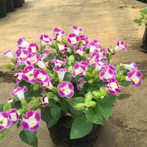 Jual Tanaman hias bunga teronia rimbun free pot - Jakarta Utara - Alam ...