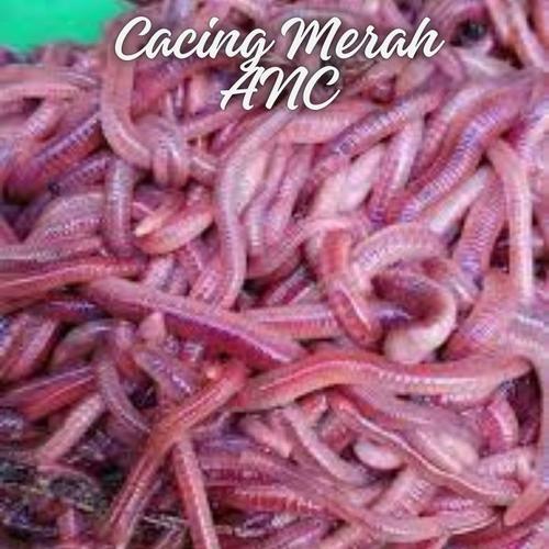 Promo Cacing ANC hidup cacing merah 250 Gram fresh - 25 Gram - Jakarta ...