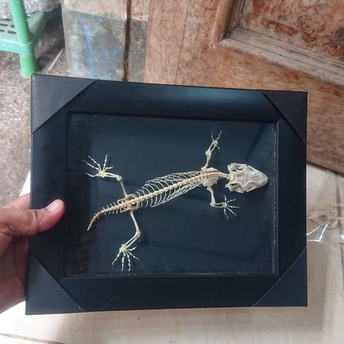 Jual Hiasan dinding taxidermy skeleton tulang tengkorak asli Tulang ...