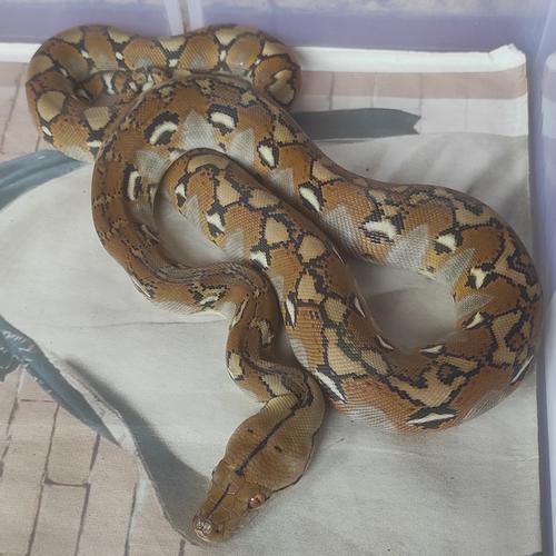 Jual Reticulatus Normal Double Het Anthrax Albino Pair / Retic ...