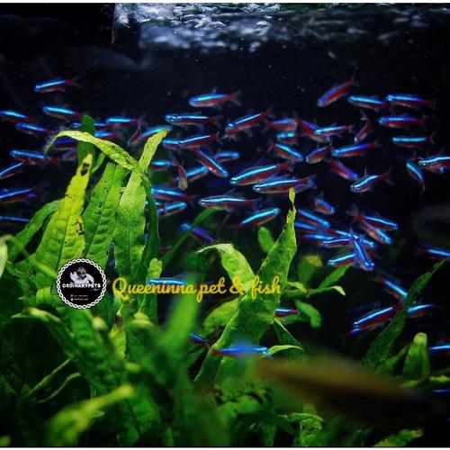 Jual Paket Cardinal Neon Tetra S / Ikan Aquascape Ikan Hias - 25 - Kota ...