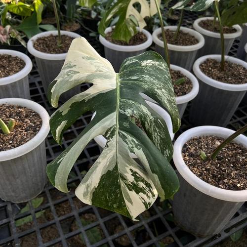 Jual Plantbuys Tanaman Hias Monstera Albo White Tiger Variegata Sudah ...