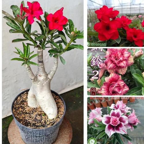 Jual Adenium Grafting 1 Pohon 3 Warna Bunga - Jakarta Barat - Ryms12 ...