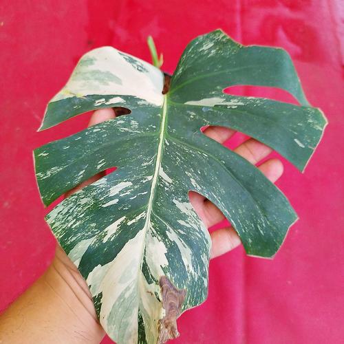 Jual Monstera Variegata Marble - Kota Bogor - Aglaonema Batik | Tokopedia