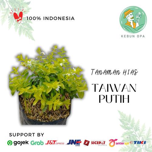Jual Tanaman Hias Taiwan Putih / Tanaman Taiwan Putih / Cuphea ...