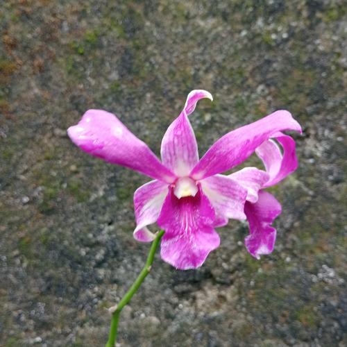 Jual Anggrek Dendrobium Indonesia raya red x lasianthera dewasa - Kab ...
