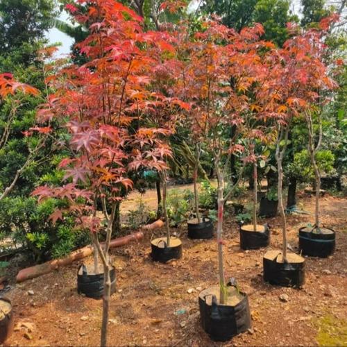 Jual POHON MAPPLE - RED MAPPLE - RED MAPPLE JEPANG - TANAMAN HIDUP ...