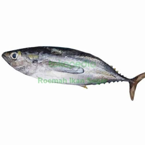 Jual Fillet Baby Tuna YELLOW FIN SKIN ON 250 gram Premium Frozen Segar ...