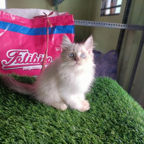 Jual kucing ragdoll lucu gembul - Kota Depok - Lala Cattery (cat house ...