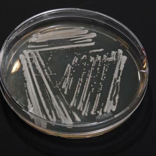 Jual Isolat Saccharomyces rouxii - Kab. Lumajang - Seed of Plant ...
