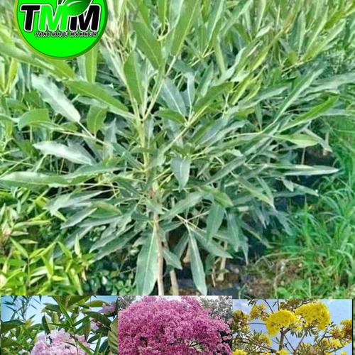 Jual TANAMAN HIAS TABEBUYA BERBAGAI MACAM WARNA BUNGA - Merah Muda ...