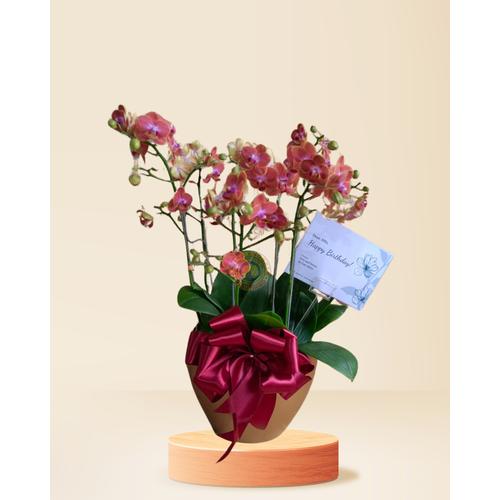 Jual Rangkaian Anggrek Bulan Mini + Pot Glasur - Jakarta Selatan ...