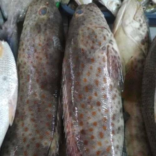 Jual Ikan kerapu balong segar 1kg - Kab. Tangerang - delia&fish | Tokopedia