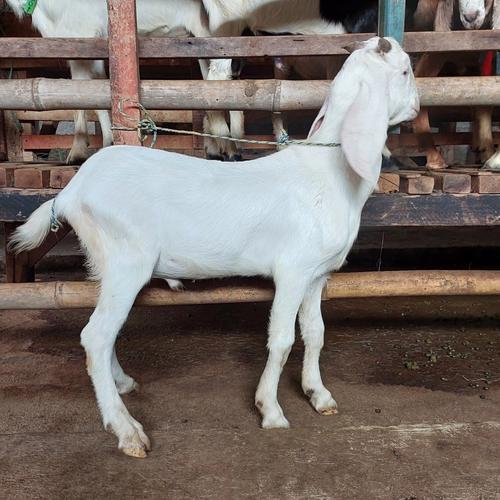 Jual Dp Kambing Qurban Murah, Domba Kurban Murah - Kota Depok - SanTri Bahagia Qurban | Tokopedia