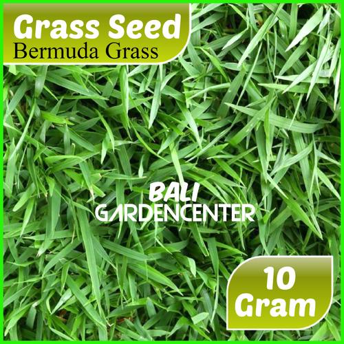 Jual Benih Biji Rumput Bermuda Jepang - Bermuda Grass Seed - Kab ...