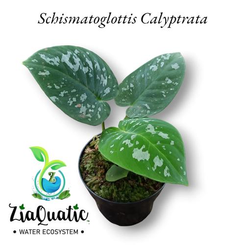 Jual Schismatoglottis Calyptrata - Tanaman Paludarium Terrarium ...