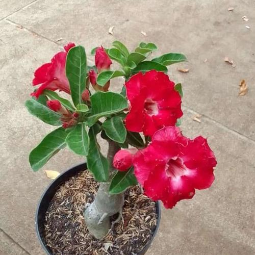 Jual Bunga Kamboja jepang / bunga Adenium/ tanaman Kamboja / bunga ...