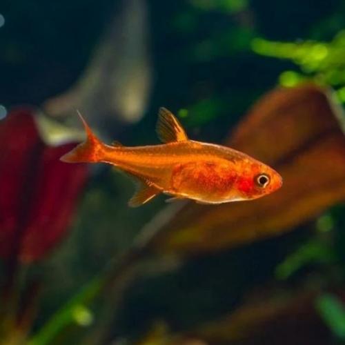 Jual ikan amandae ember tetra aquascape - Kota Tangerang Selatan ...