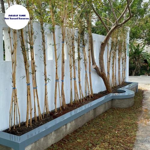 Jual pohon bambu kuning klisik batang kecil // bambu kuning hias - Kota ...