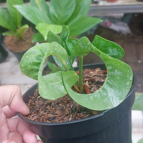 Jual Anthurium Jenmani Jemani Tanduk Curly Kriwil Super Langka Real Pic ...