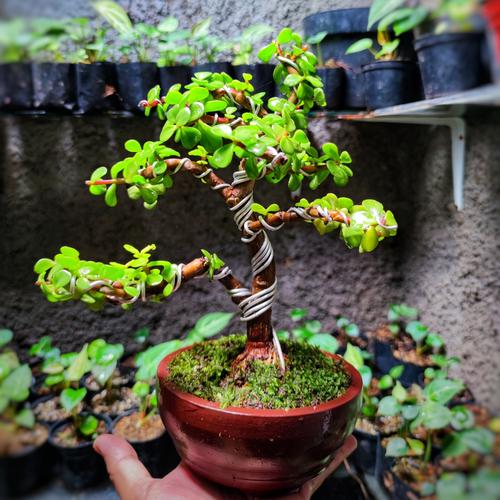 Jual Bonsai Mame Litle jade portulacaria Afra REALPICT KOLEKSI SIAP ...