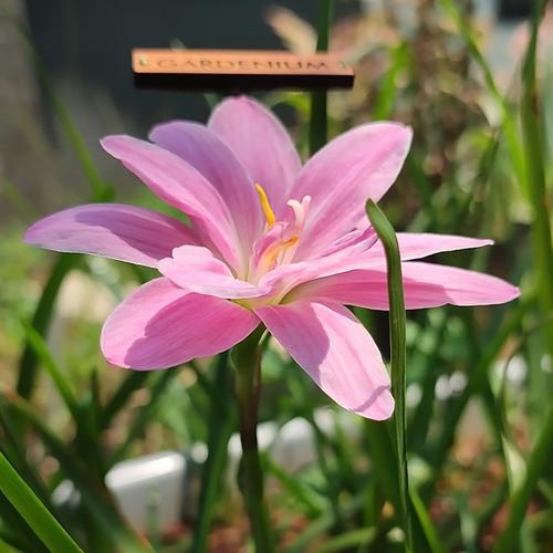Jual Umbi Bunga Rain Lily Turandot - Rainlily Zephyranthes Hybrid ...