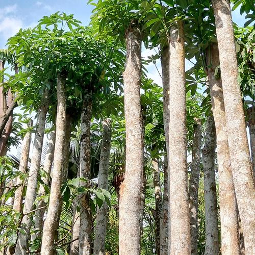 Jual tanaman hias pohon pule putih tingggi 4_5 meter - Kota Depok ...