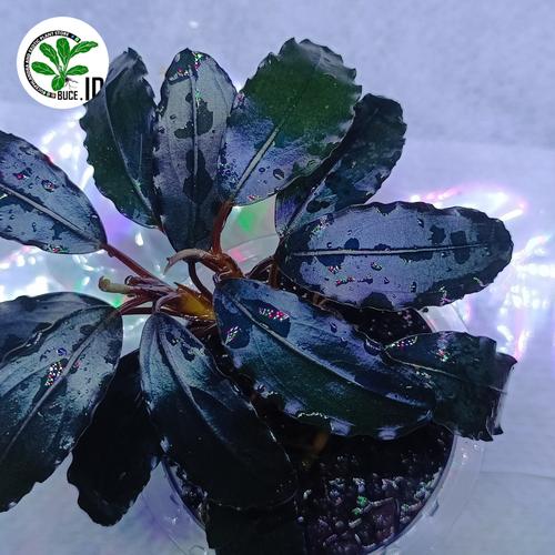 Jual bucephalandra blackcurrent - Kab. Sekadau - Buce.ID | Tokopedia