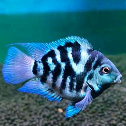 Jual Ikan Blue Polar Parrot Cichlid Cichild - Ikan Hias Air Tawar ...