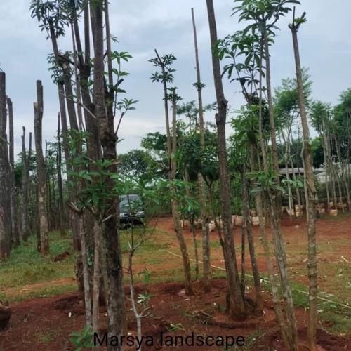 Jual Pohon pule gruping tinggi 3 meter / tanaman pohon pule gruping ...