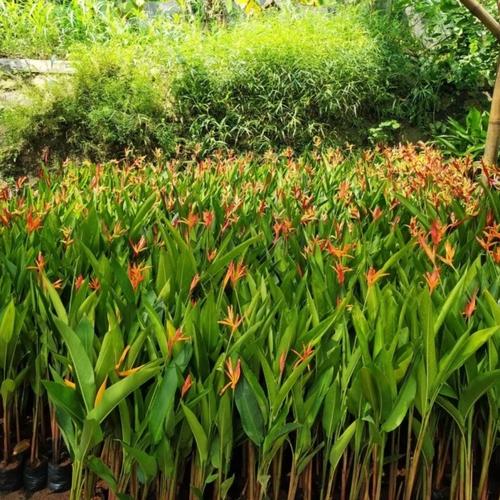 Jual tanaman pagar pisang heliconia | pohon pisang heliconia bunga ...