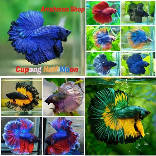Jual cupang halfmoon - cupang hm - ikan cupang rosetail halfmon betta ...