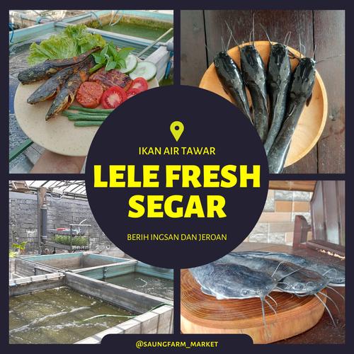 Jual ikan lele segar surabaya 1 kg - Kota Surabaya - proteinstore ...