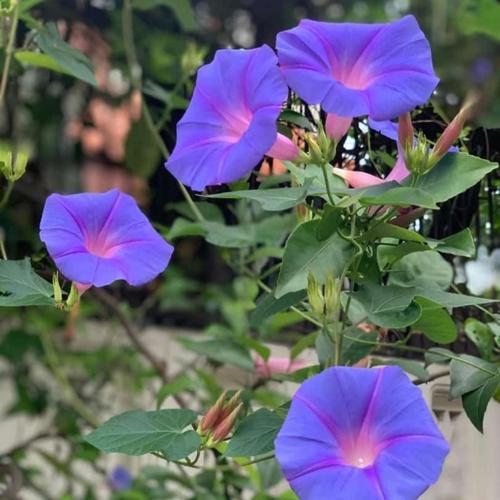 Jual tanaman morning glory bunga biru - tanaman rambat morning glory ...
