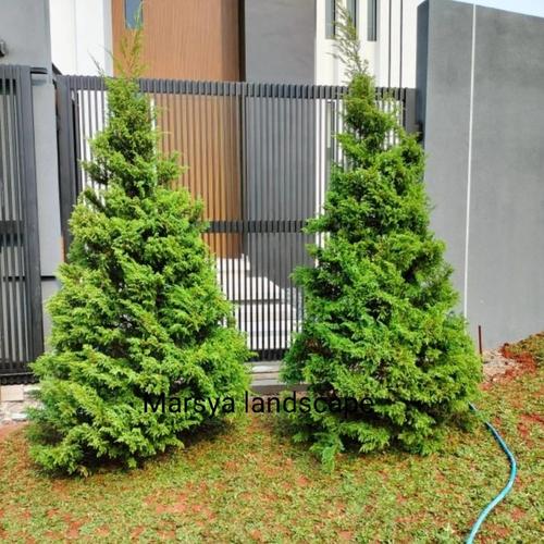 Jual pohon Cemara sinensis / pohon natal tinggi 2 meter / tanaman ... Jual pohon Cemara sinensis / pohon natal tinggi 2 meter / tanaman ...
