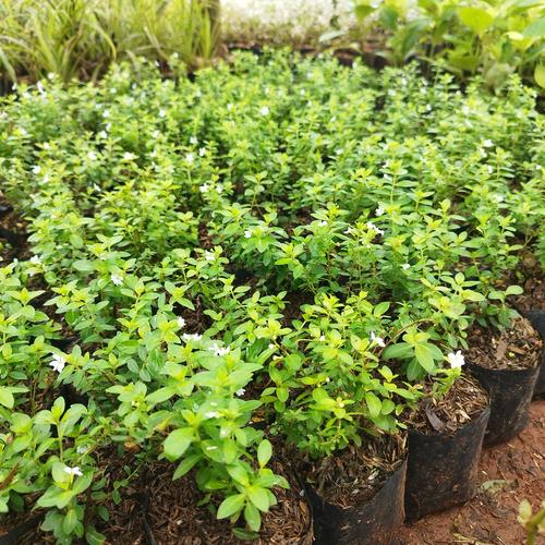 Promo tanaman taiwan beauty putih - pohon taiwan bunga putih - Kab ...