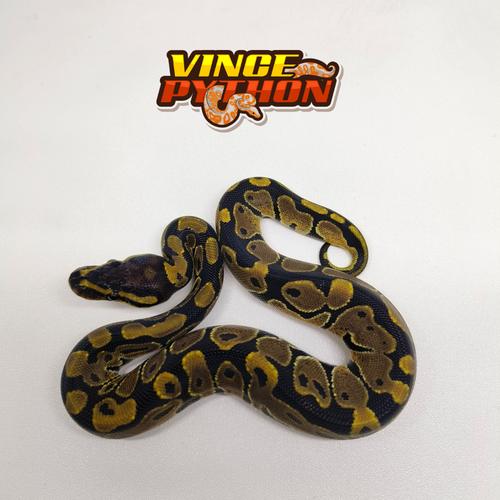 Jual Ball Python F het DG 3 - Kota Bandung - papathio | Tokopedia