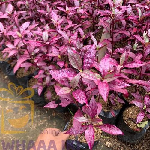 Jual tanaman hias erpah tanaman pagar warna merah rimbun segar tinggi ...