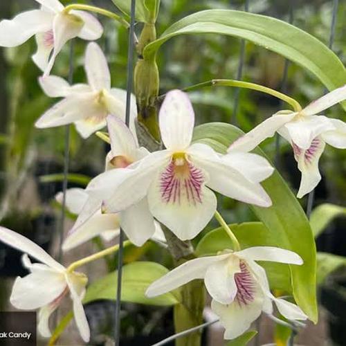 Jual Dendrobium Jairak Candy - Kab. Bandung - ShelHya House Of Orchid | Tokopedia