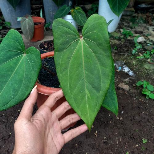 Jual anthurium papillilaminum red stem original - 01 - ba - Jakarta ...