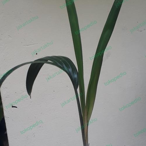 Jual BUAH BIJI POHON PALM RAJA ROYSTONEA REGIA/PALEM RAJA - Jakarta ...