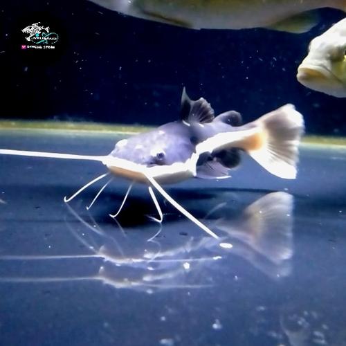 Jual IKAN HIAS IKAN RTC CATFISH RED TAIL CATFISH SIZE KECIL BABY ...