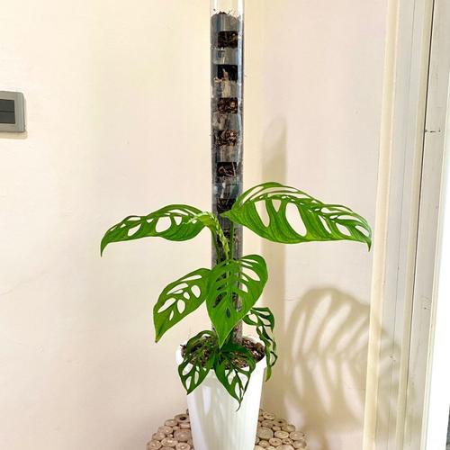 Jual GROSIR TurusTetik / Turus Plastik Mika Bening Mica / Moss pole ...