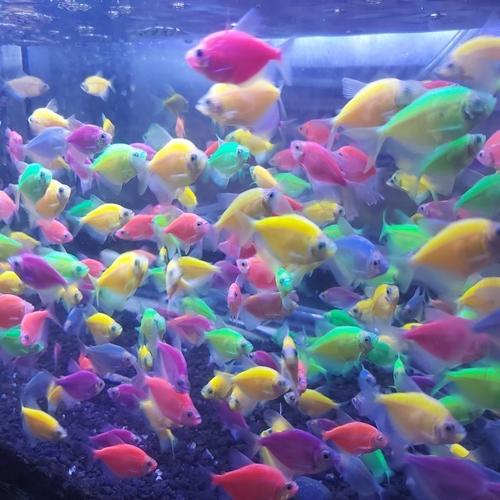 Jual ikan hias warna warni / tetra fish / menyala dalam gelap ...