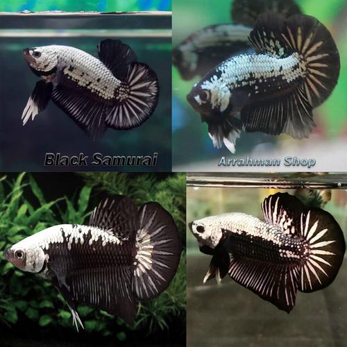 Jual Cupang Black Samurai - Ikan Cupang - Betta Fish - Cupang Samurai ...