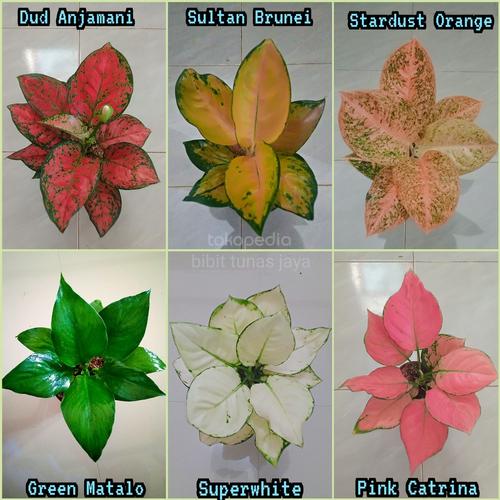 Jual tanaman hias aglonema 6 jenis - Suksom Jaipong - Kota Metro ...
