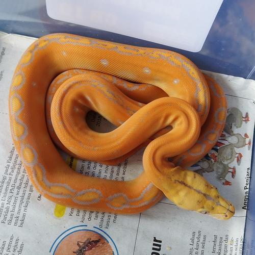 Jual retic GC albino purple - Jakarta Barat - reptile berkha | Tokopedia